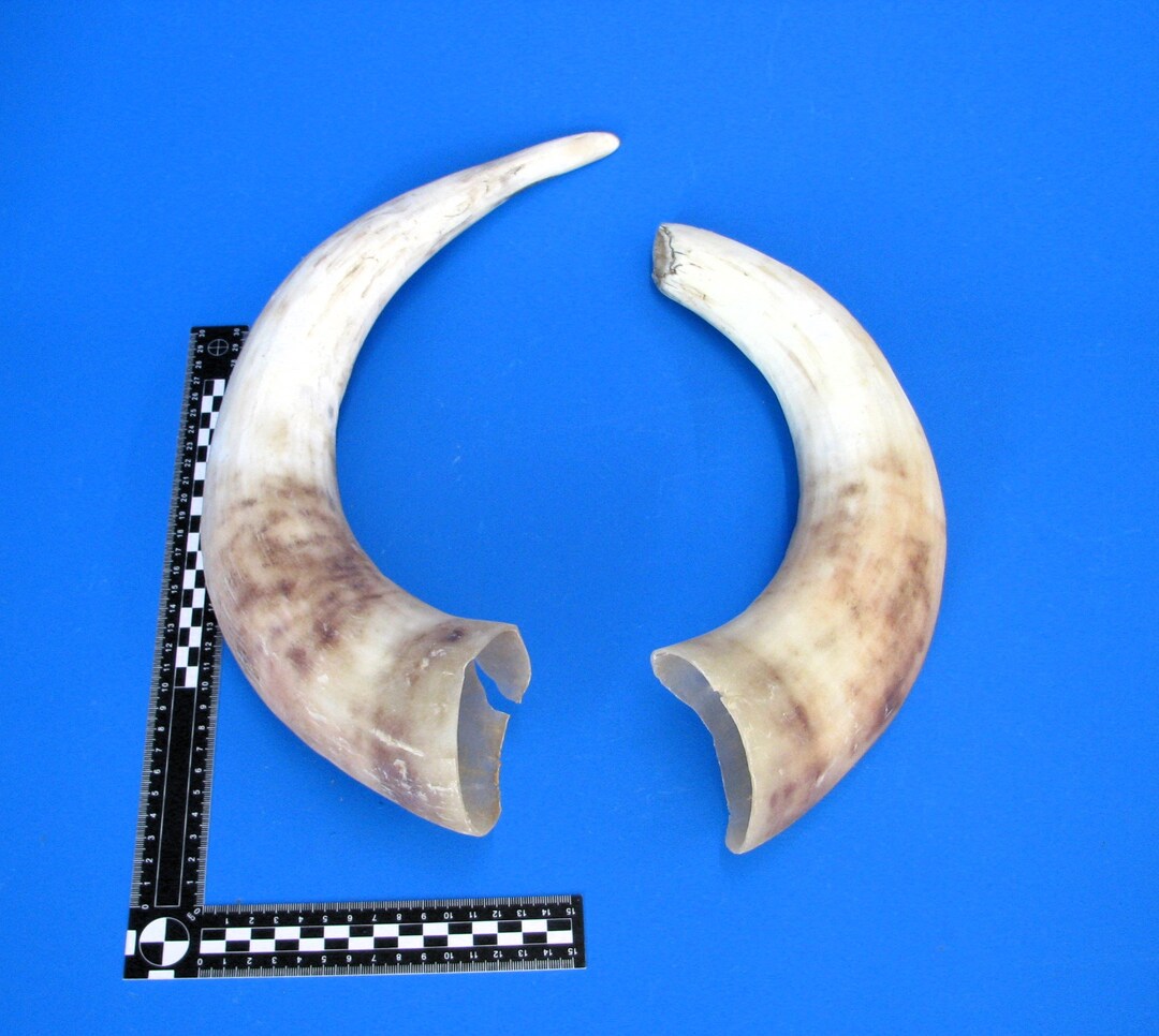 Painted Cattle Horns - Pair, Cattle Horn Pair, Cow Horn Pair, Real ...