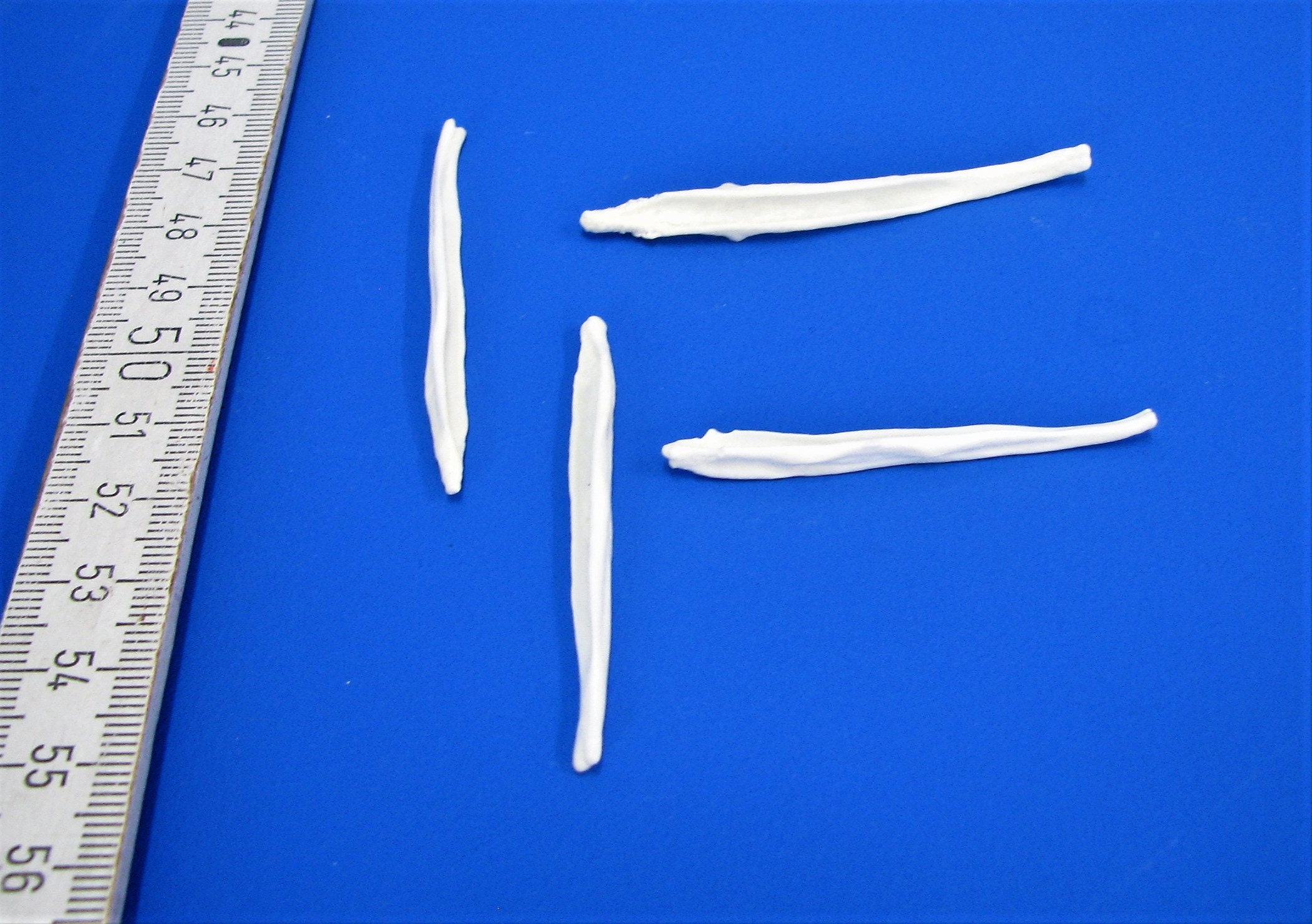 1 X Penis Bone Red Fox. Baculum Bone. Real Bones for - Etsy UK