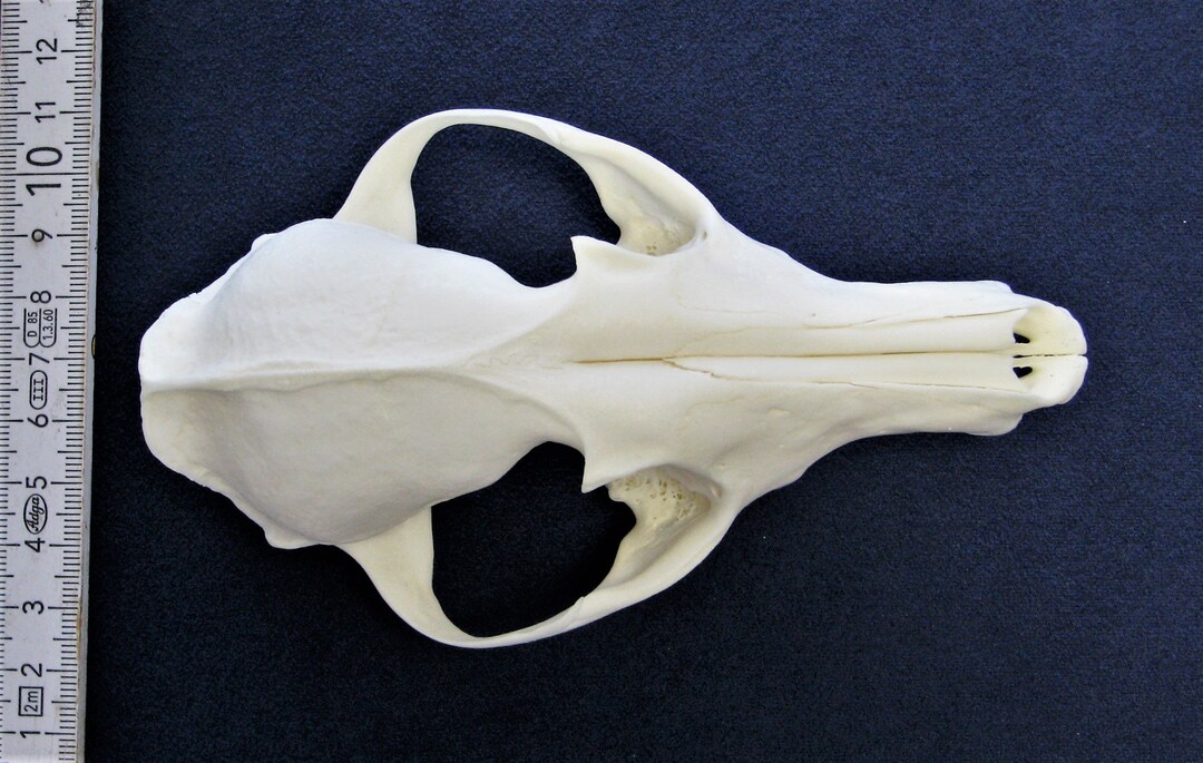 Red Fox Upper Skull. Real Bone/skull for Decorating, Among Other Things ...