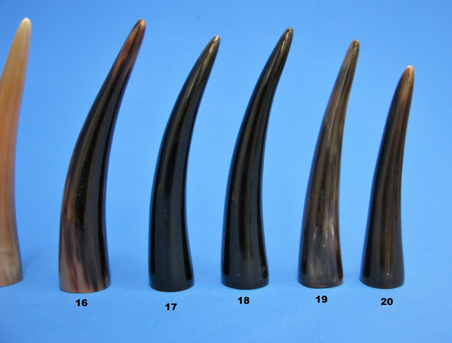 Beef Horns Polished Horn Tip, Solid Cattle Horn, Real Animal Horn ...