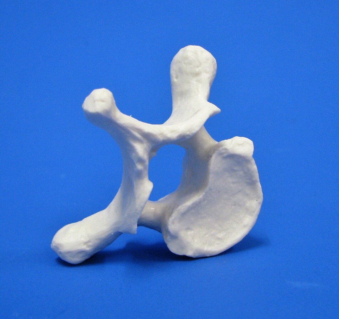 Human Vertebral Bone, Replica / Copy of a Thoracic Vertebra, Spine Bone for Learning, Decorating ...