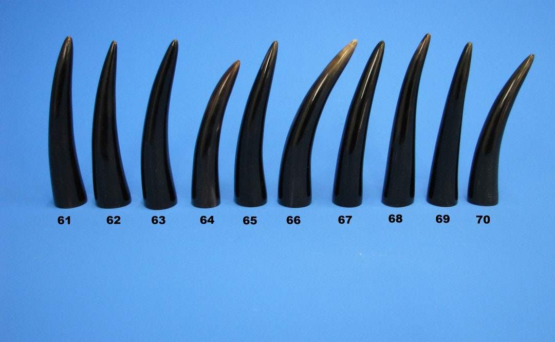 Cattle Horns Polished Horn Tip, Solid Cattle Horn, Real Animal Horn ...