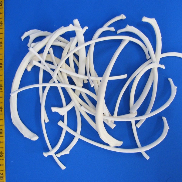 Rib Bones - Etsy