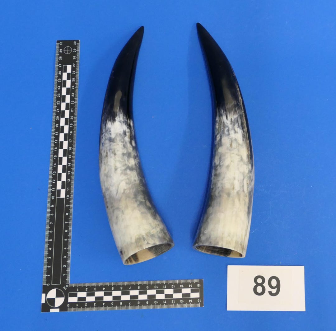 Polished Cattle Horns Pair, Cattle Horn Pair, Cow Horn Pair, Real ...