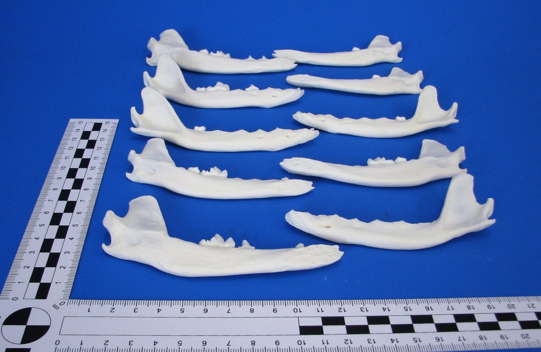 Pack of 10 Fox Jawbones. Real Bones for Decorating, Including Animal ...