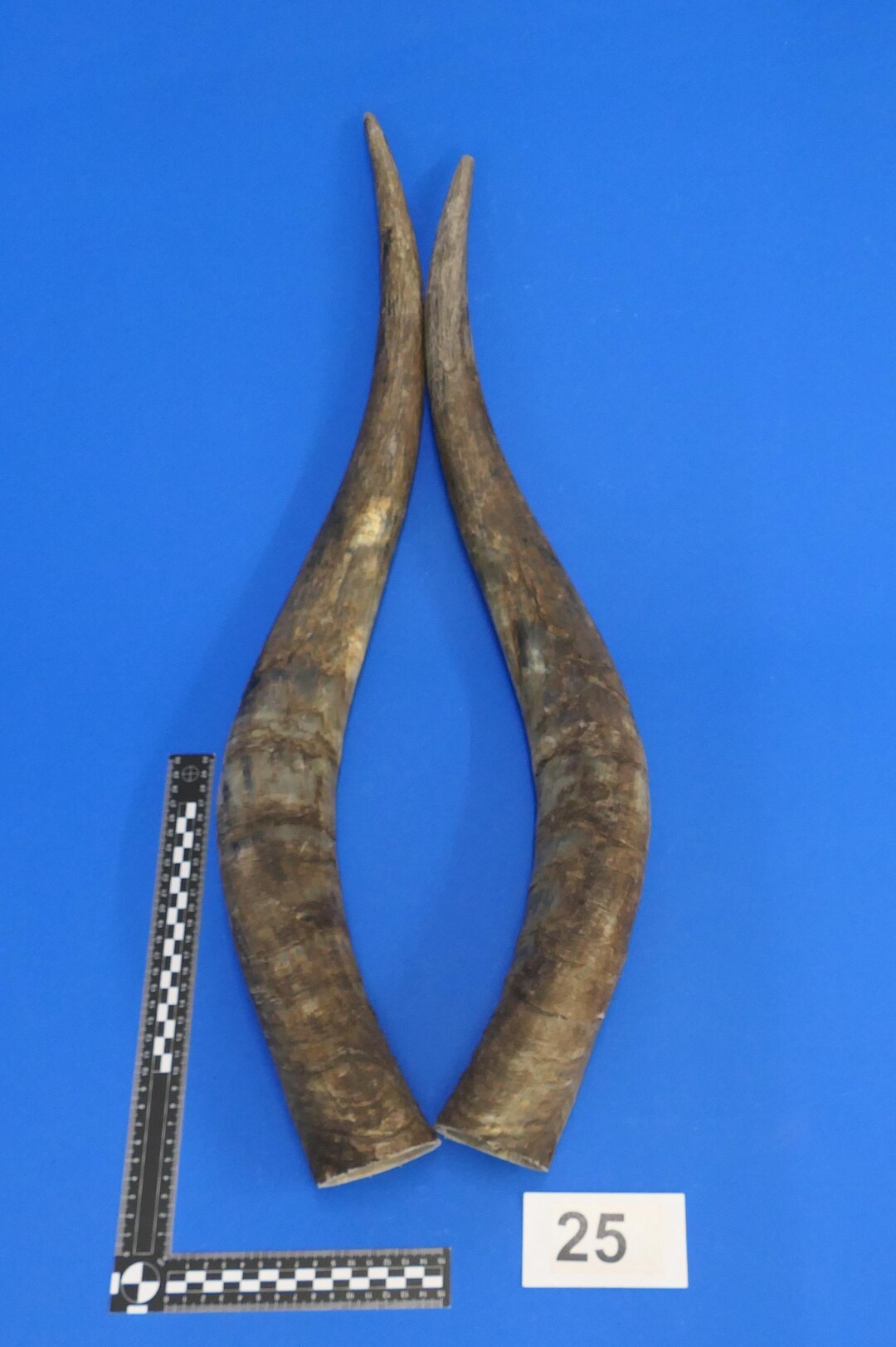 Pair of Cattle Horns, Pair of Cow Horns, Real Animal Horn, Decorative ...