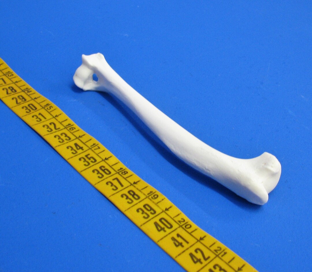 1 Humerus Bones of the Red Fox. Real Bones for Decorating - Etsy