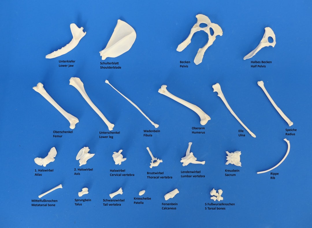 Fox Bones, Animal Bones From the Red Fox. Real Bones for Decorating, Crafting, Collecting, Etc ...
