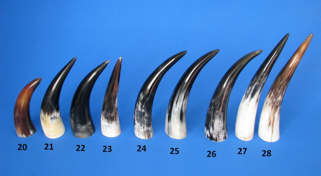 Polished Cattle Horn or Cow Horn, Real Animal Horn, Cattle Horns, Blank ...