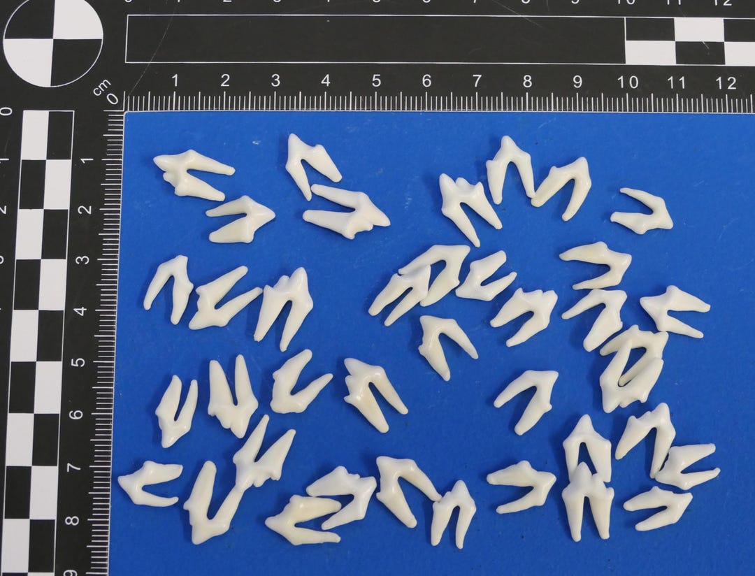 Fox Molars. Only Molars and Premolars With 2 Roots. Real Teeth for ...