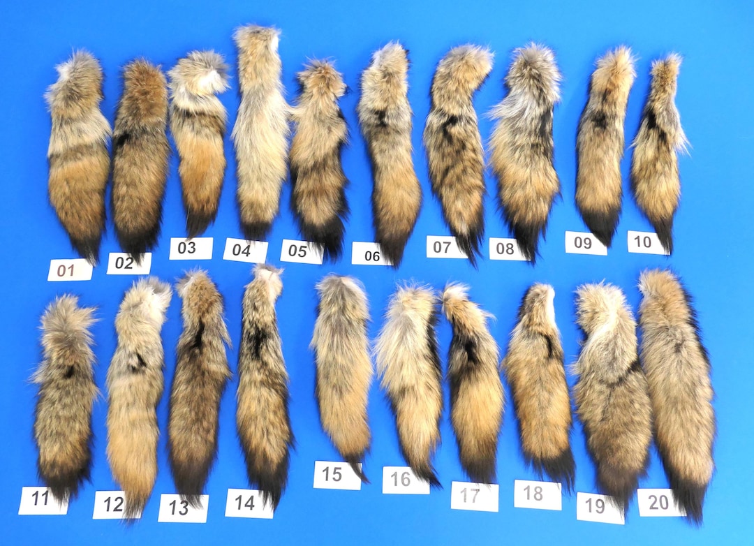 Coyote Tail. Dense Winter Fur. Tail for Decoration, as Crafting Fur ...