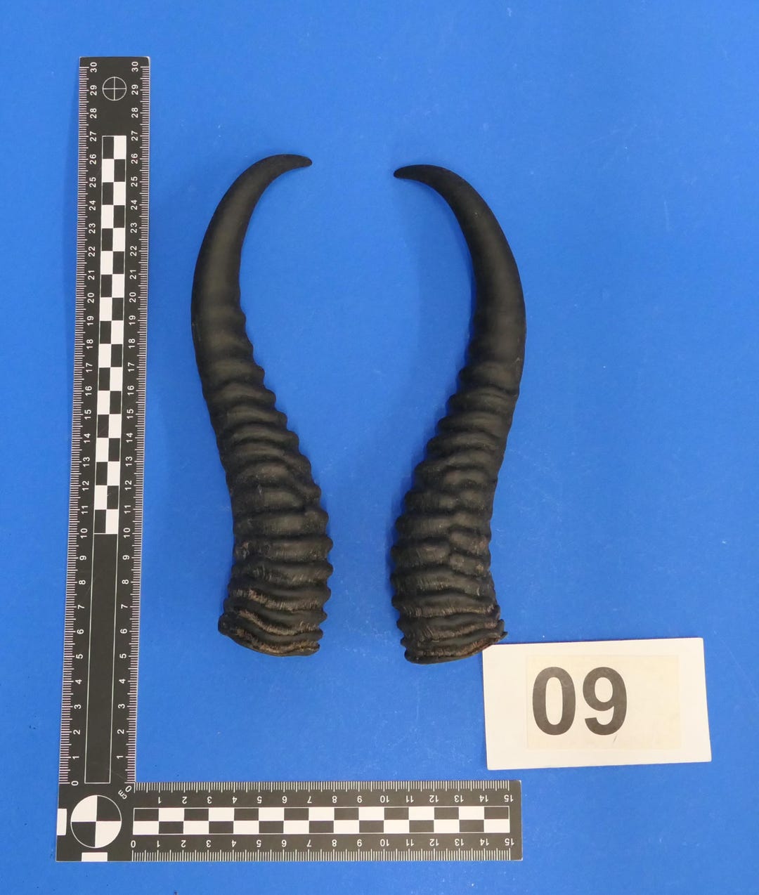 Springbok Horns Pair, Springbok Horn Pair, Real Animal Horn, Decorative ...