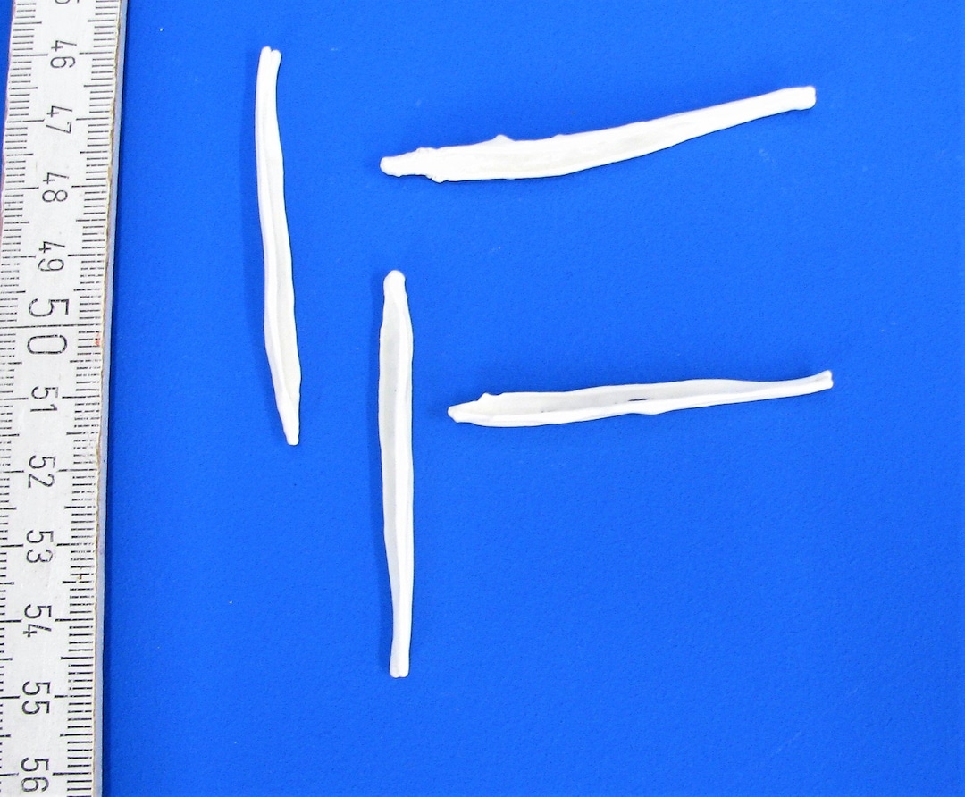 1 X Penis Bone Red Fox. Baculum Bone. Real Bones for - Etsy UK