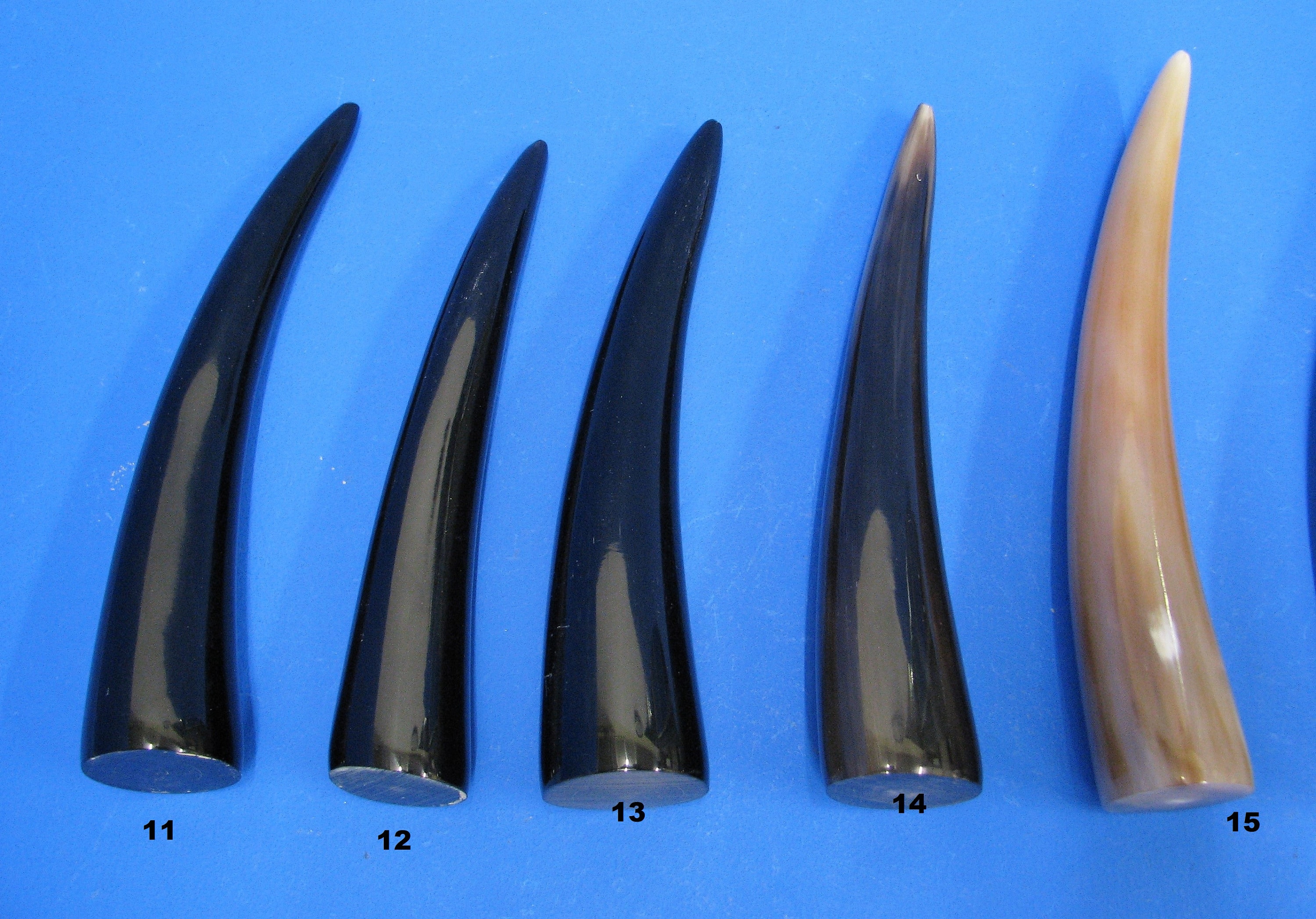 Beef Horns Polished Horn Tip, Solid Cattle Horn, Real Animal Horn ...
