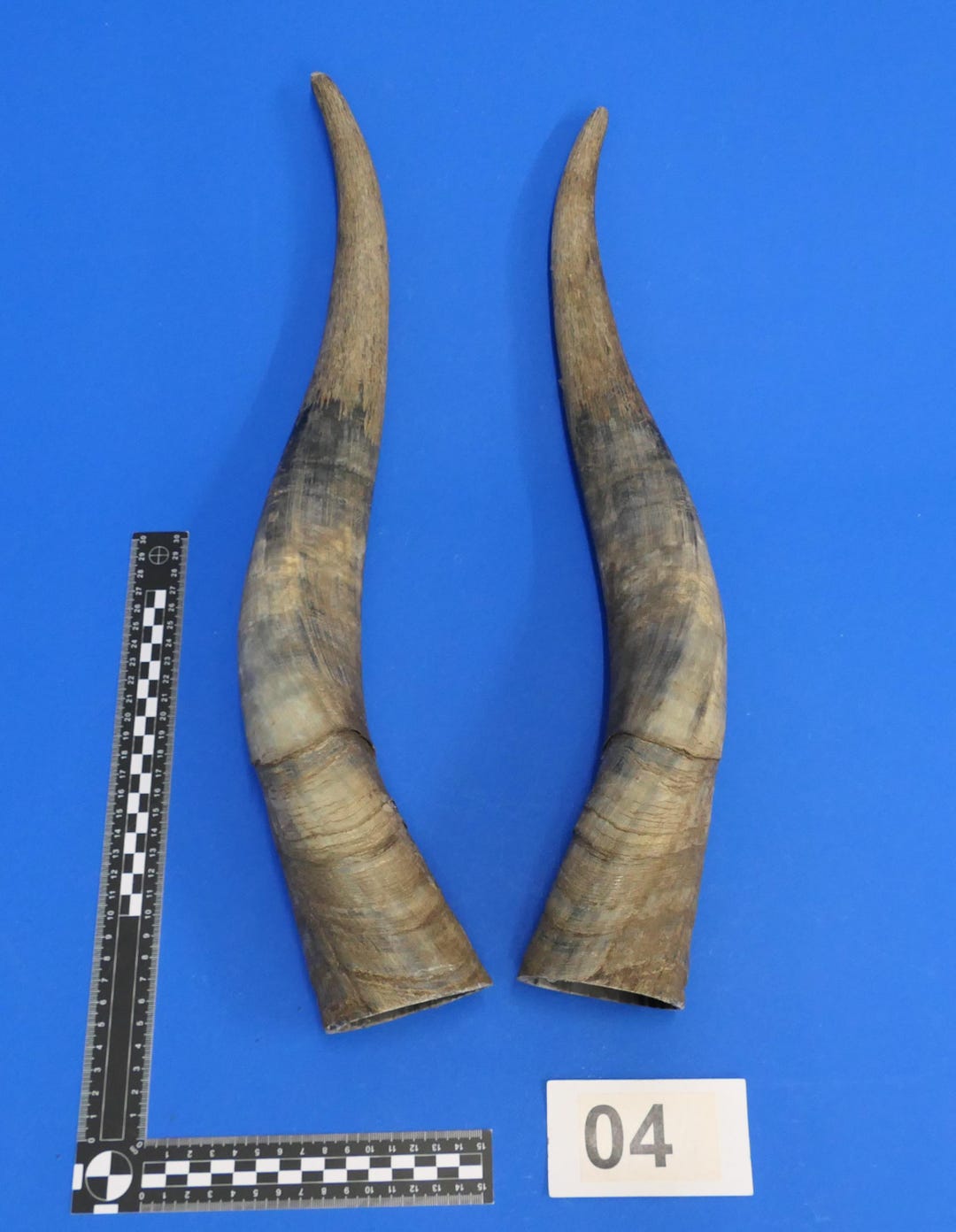 Pair of Cattle Horns, Pair of Cow Horns, Real Animal Horns, Decorative ...