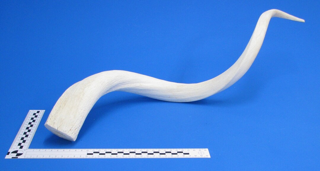 Kudu Horn Inner Bones. Real Bones for Decorating Among Other - Etsy