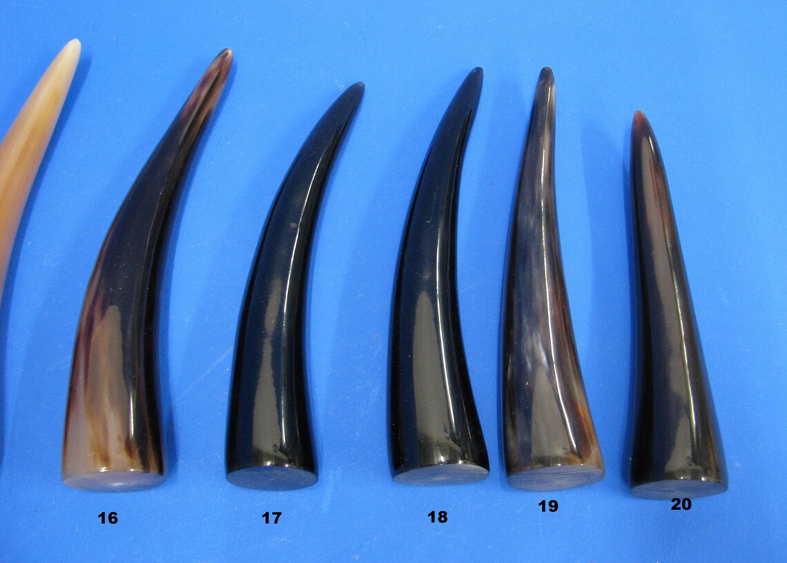 Beef Horns Polished Horn Tip, Solid Cattle Horn, Real Animal Horn ...