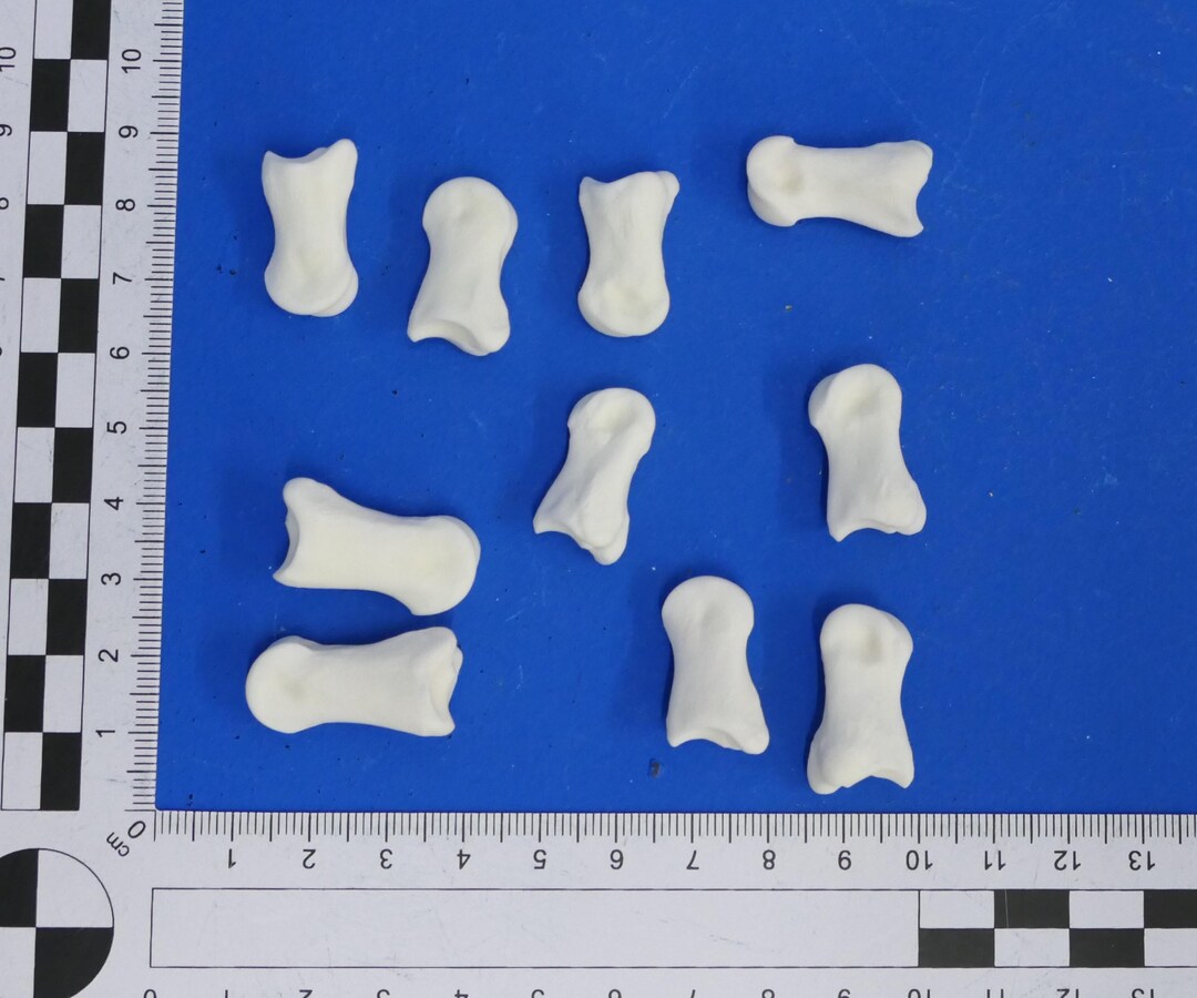 Short Deer Foot Bones. Real Bone for Decoration, Among Other Things ...