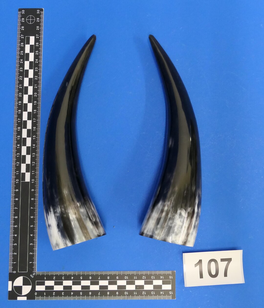 Polished Cattle Horns Pair, Cattle Horn Pair, Cow Horn Pair, Real ...