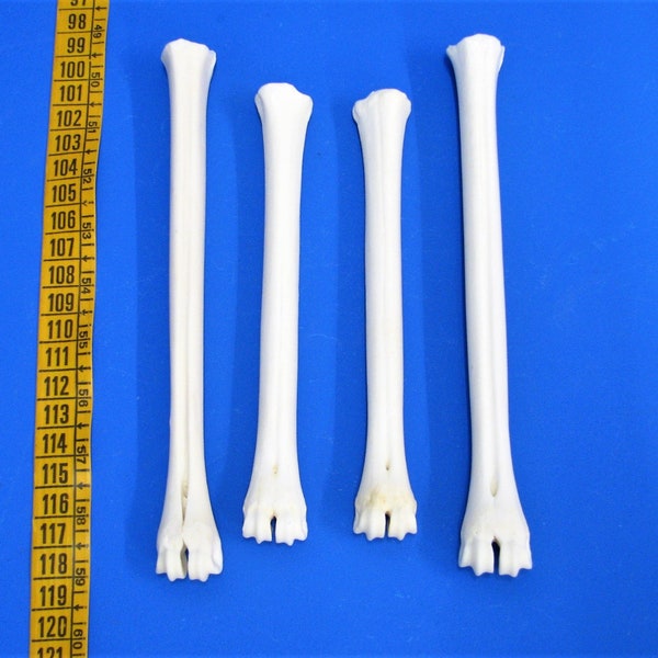 Deer Leg Bone - Etsy