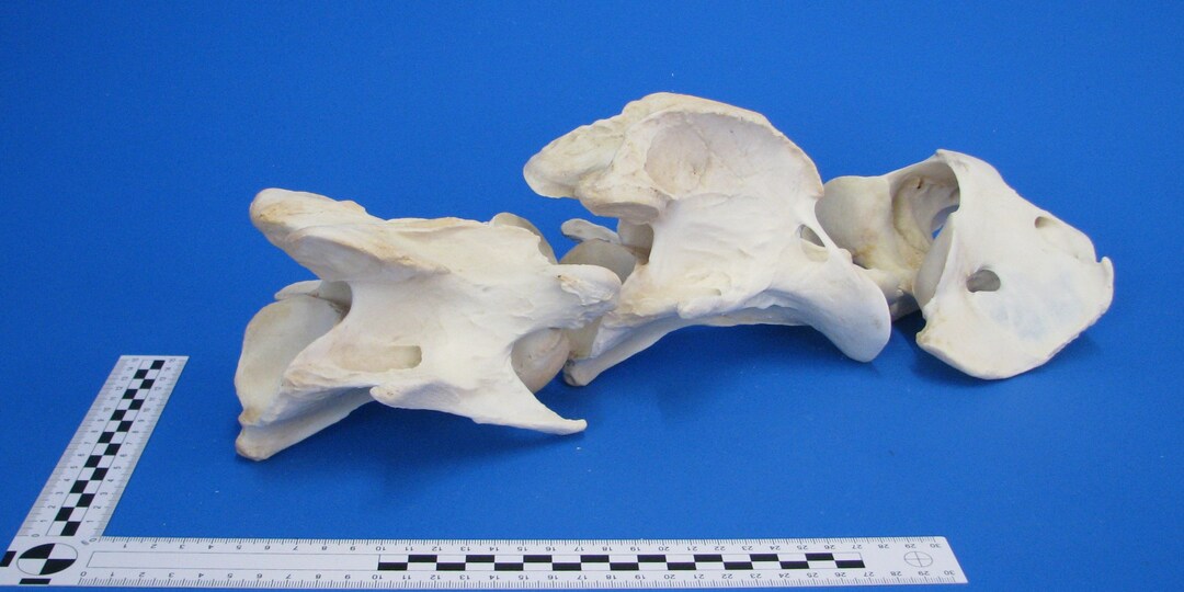 3 Horse Cervical Vertebrae. Real Bones Atlas Axis HW-III - Etsy