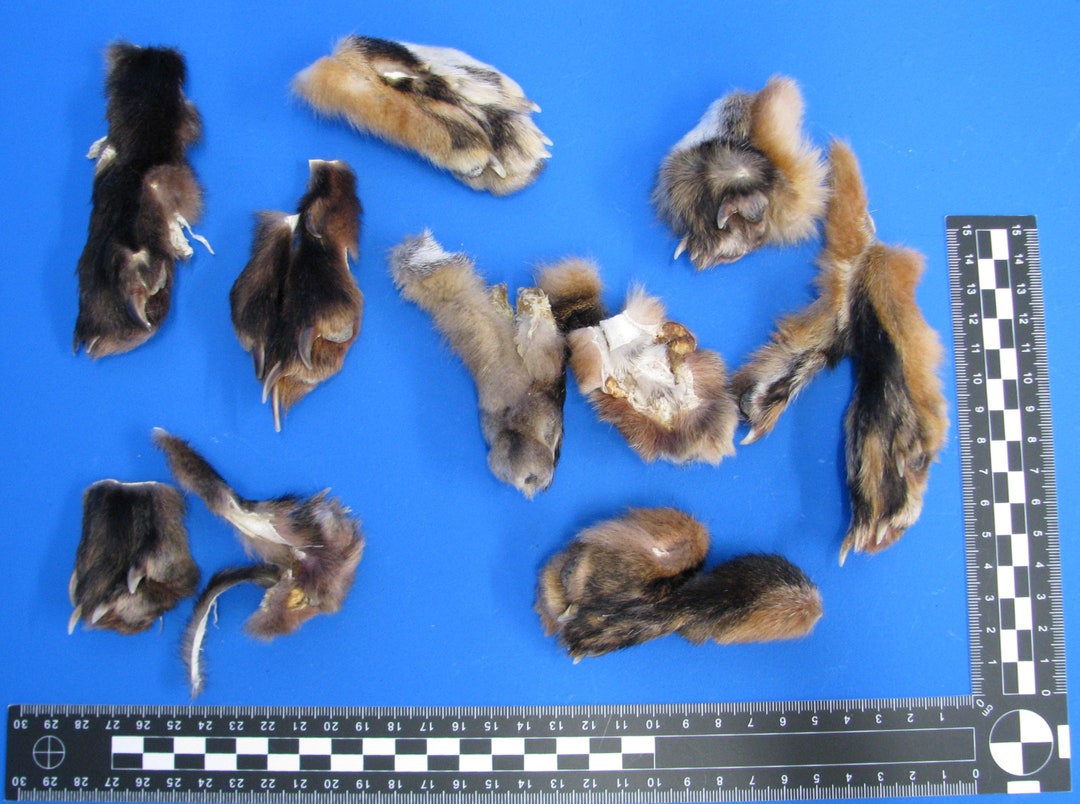 40 Fox Claws. Get Claws for a Low Price Using DIY Methods. Real Claws ...