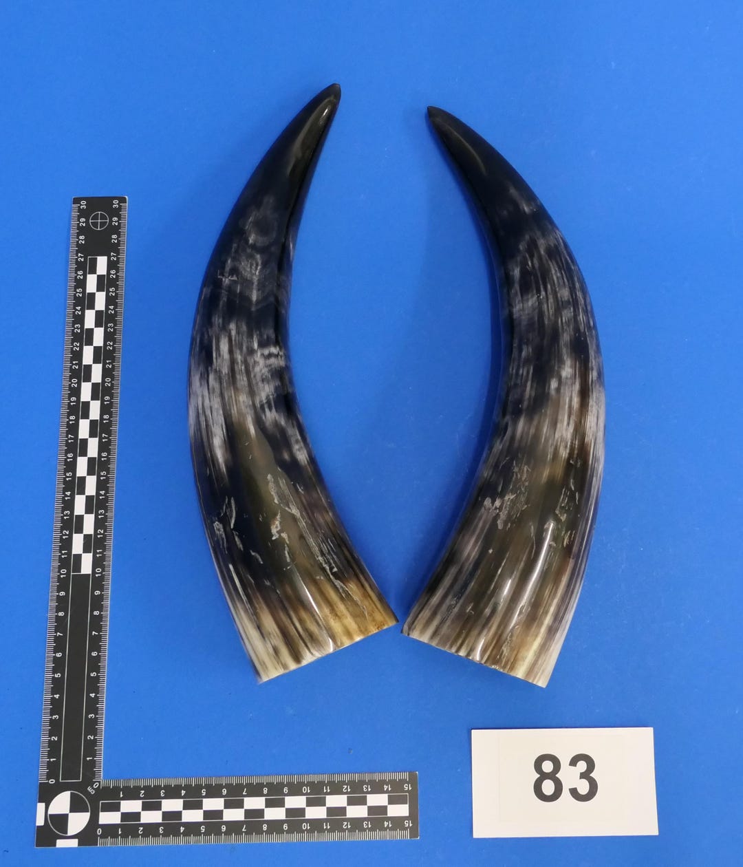 Polished Cattle Horns Pair, Cattle Horn Pair, Cow Horn Pair, Real ...