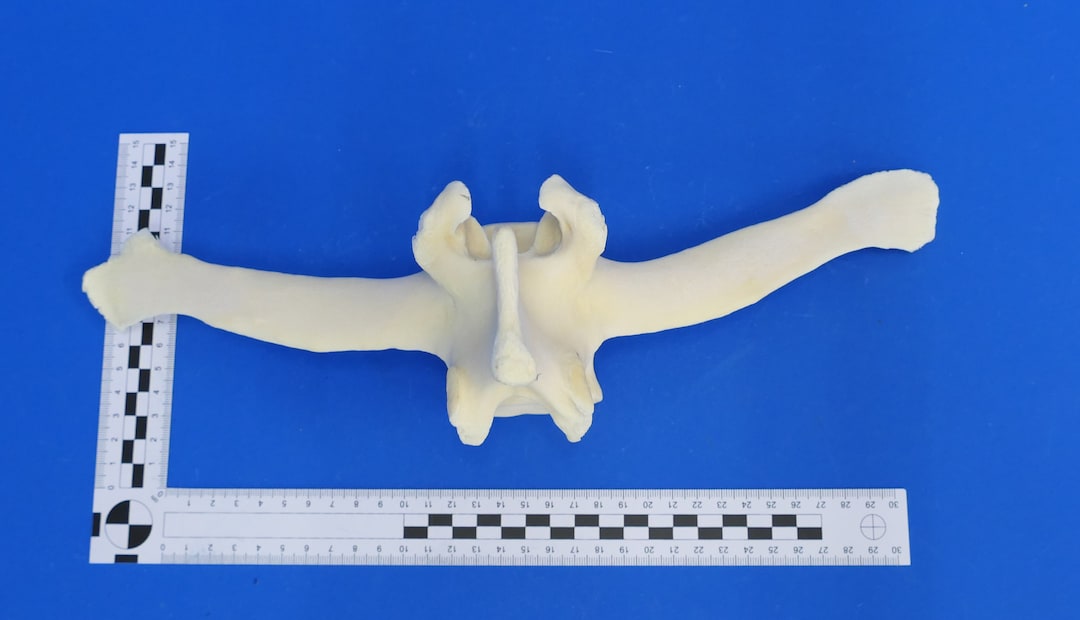 Camel Vertebrae. Camel Bones. Real Bones for Decoration, Including ...