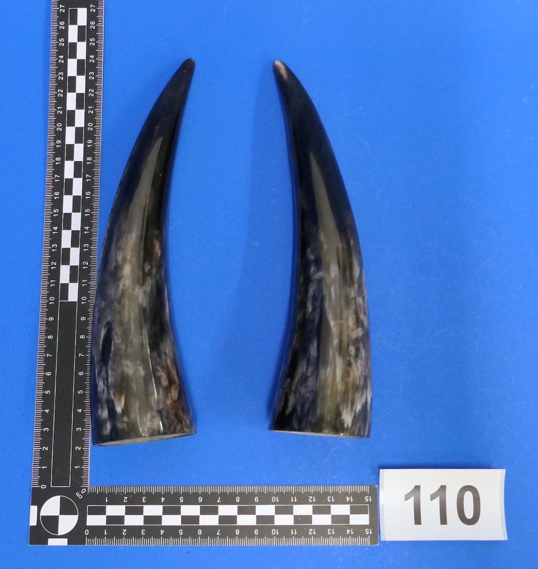 Polished Cattle Horns Pair, Cattle Horn Pair, Cow Horn Pair, Real ...