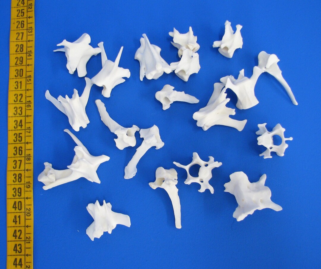 Pack of 20 Vertebrae Mainly Fox. Real Bones for Decorating Animal Bones ...