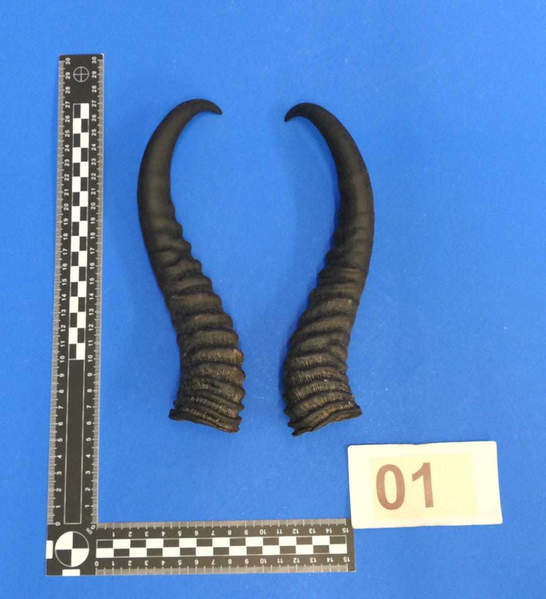 Springbok Horns Pair, Springbok Horn Pair, Real Animal Horn, Decorative ...