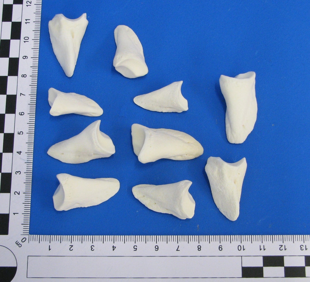 Pack of 10 Wild Boar Toe Bones. Real Bones for Decoration, Including ...