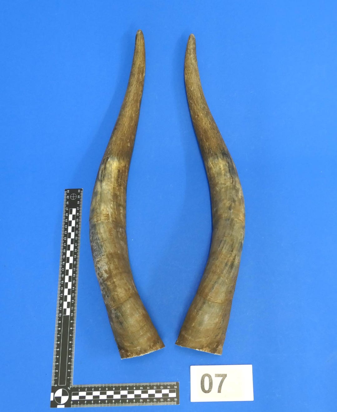 Pair of Cattle Horns, Pair of Cow Horns, Real Animal Horn, Decorative ...