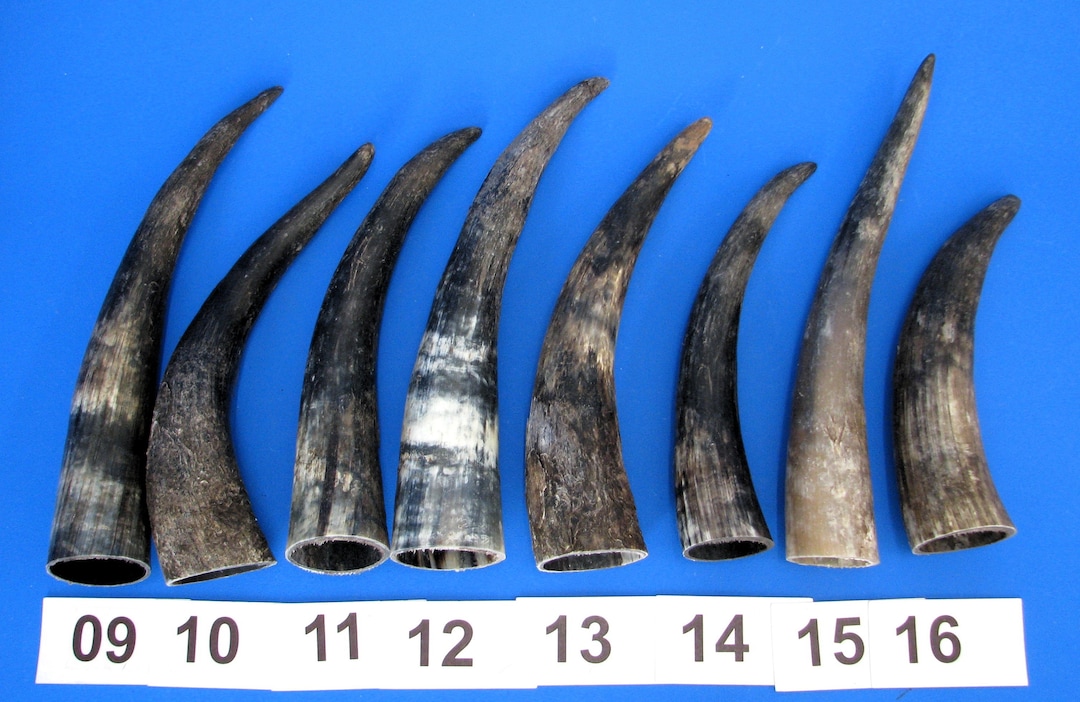 Cattle Horn or Cow Horn, Real Animal Horn, Cattle Horns, Blank for ...
