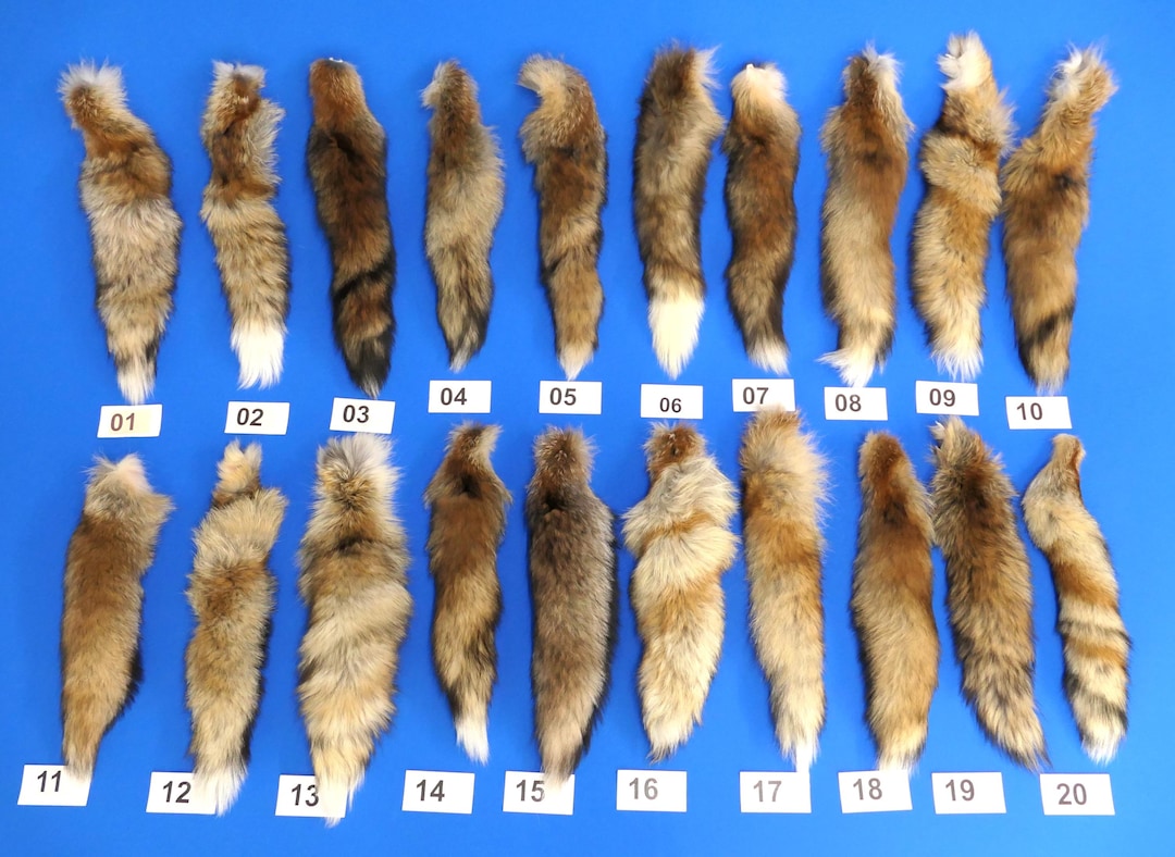 Fox Tail From the Red Fox. Thick Winter Fur. Real Fur for Decoration ...