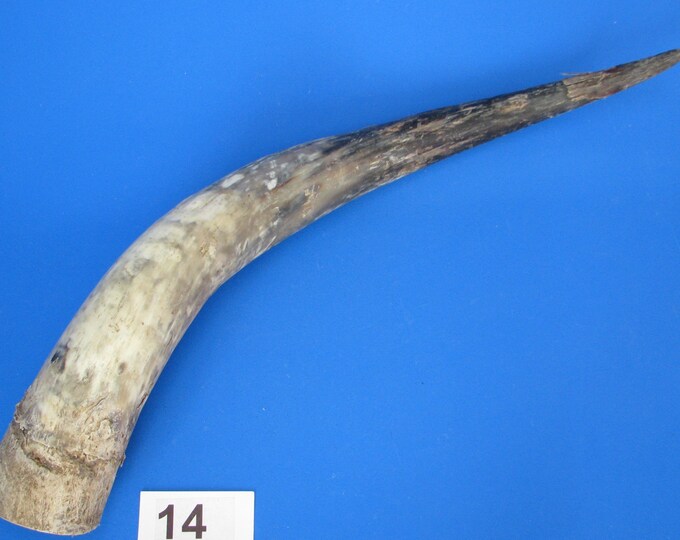 Large Cattle Horn, Long Cow Horn, Real Animal Horn, Cattle Horns as ...