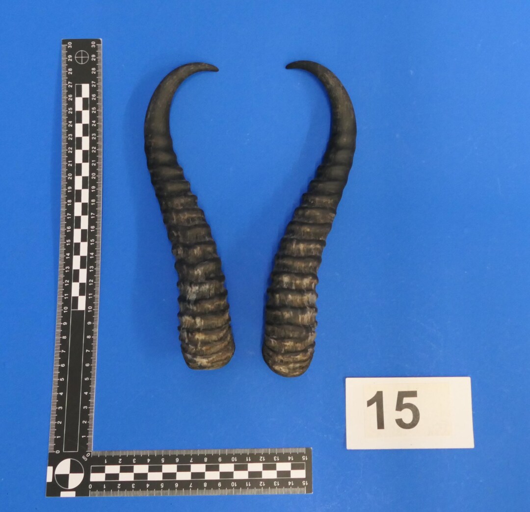 Springbok Horns Pair, Springbok Horn Pair, Real Animal Horn, Decorative ...