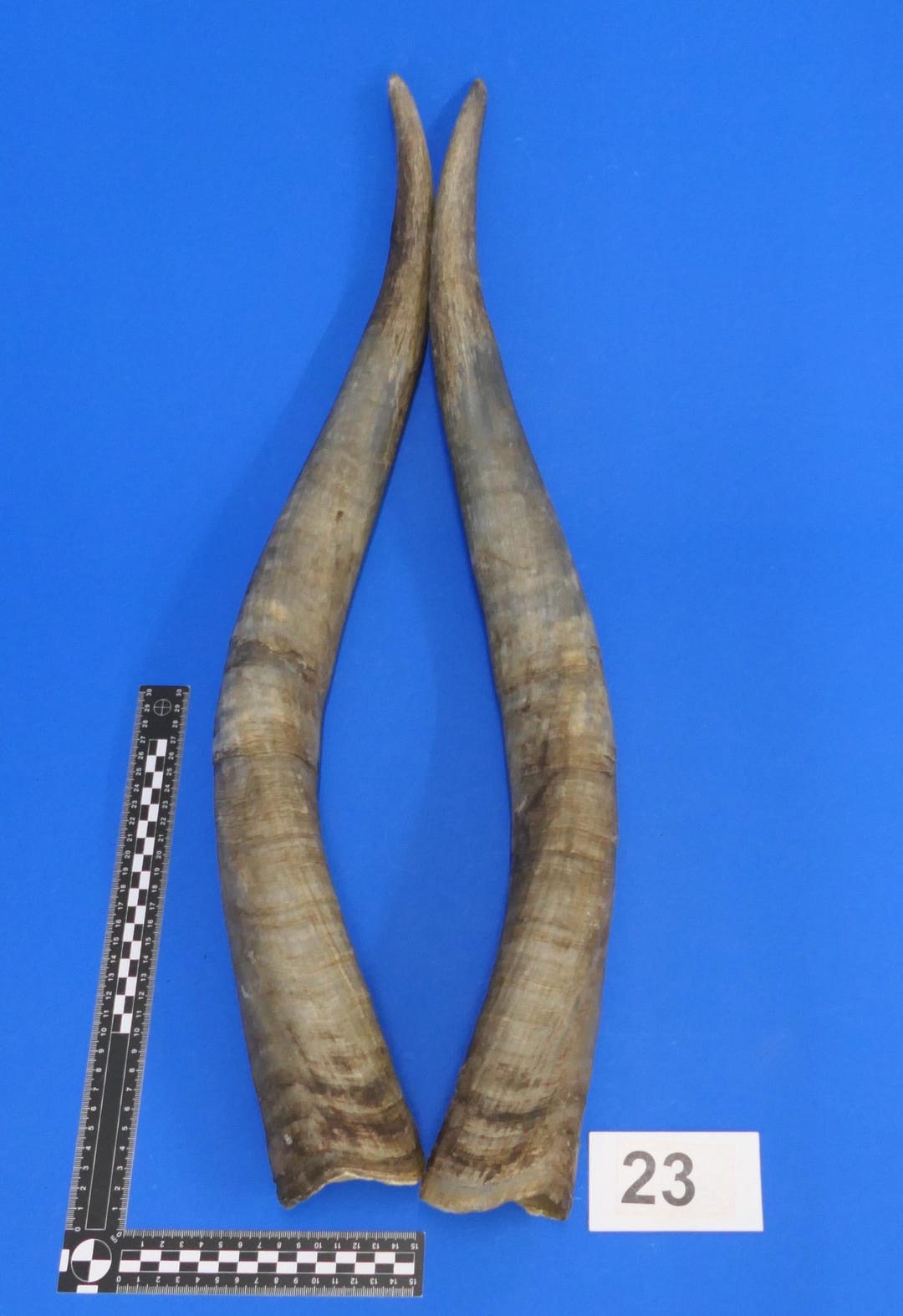 Pair of Cattle Horns, Pair of Cow Horns, Real Animal Horn, Decorative ...