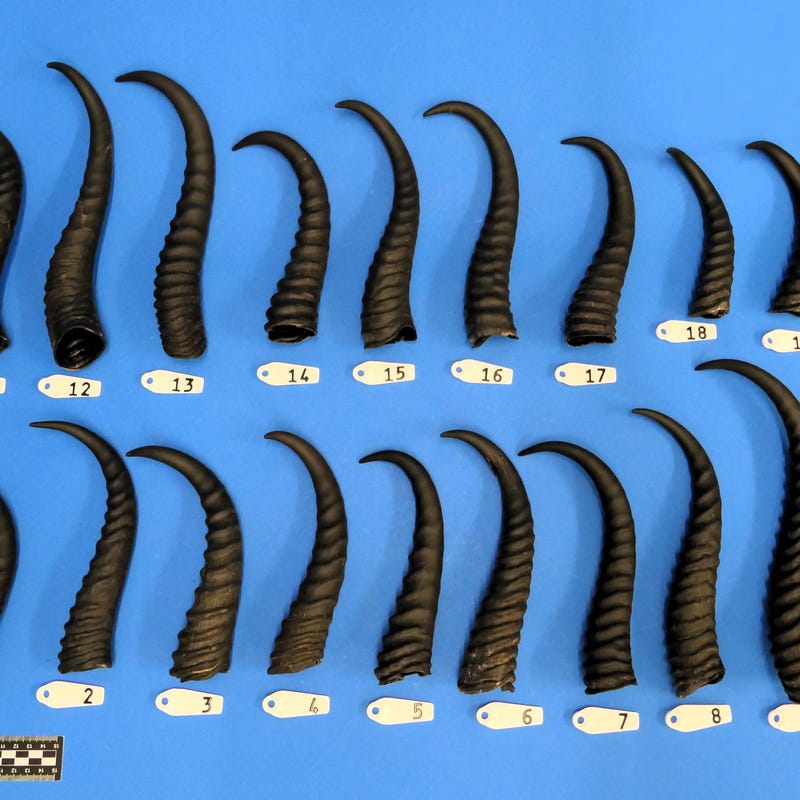 Raw Cow Horns - Etsy