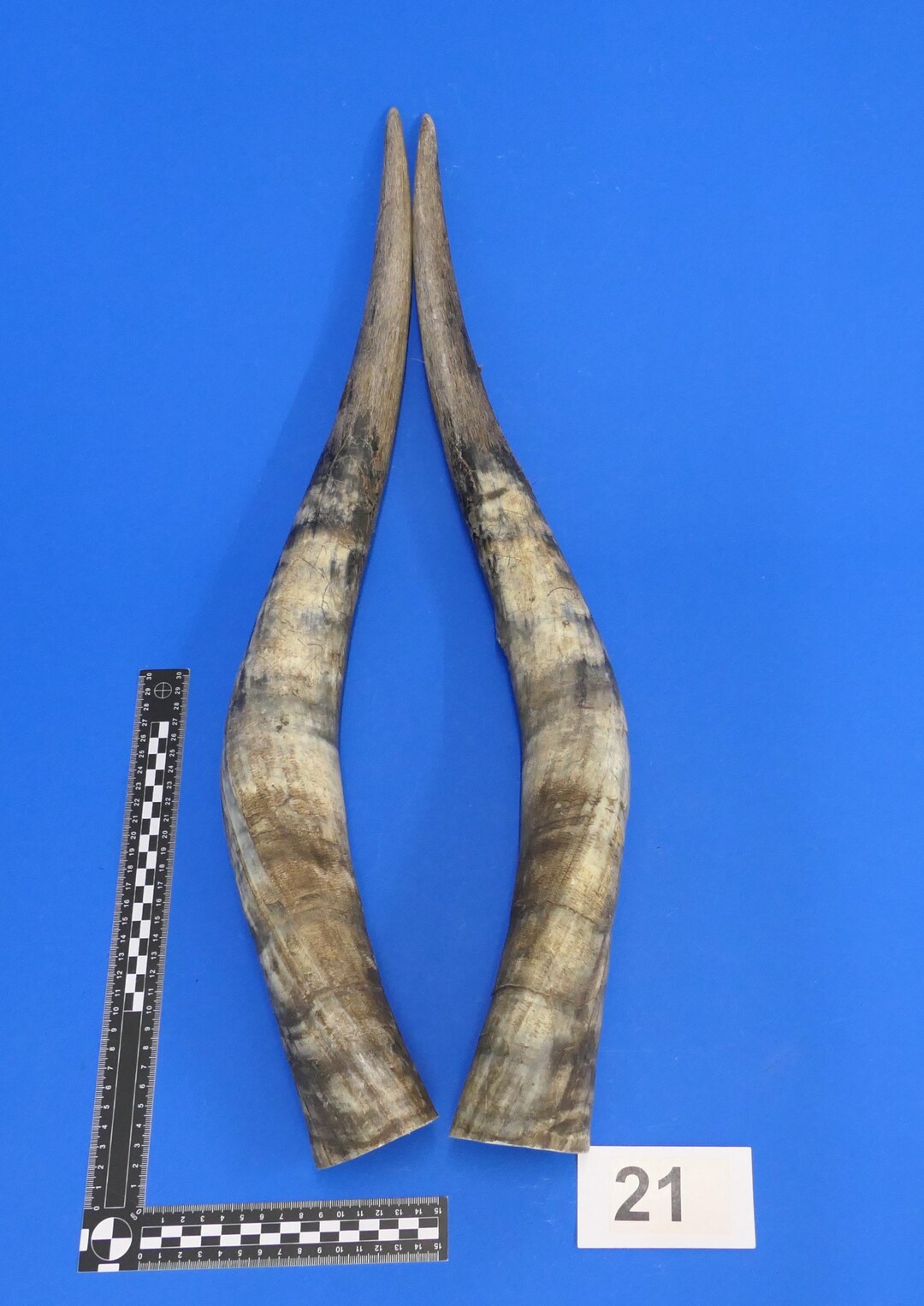 Pair of Cattle Horns, Pair of Cow Horns, Real Animal Horn, Decorative ...