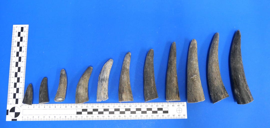 Cattle Horns, Solid Horn Tip Natural, Solid Black Cow Horn, Real Animal ...