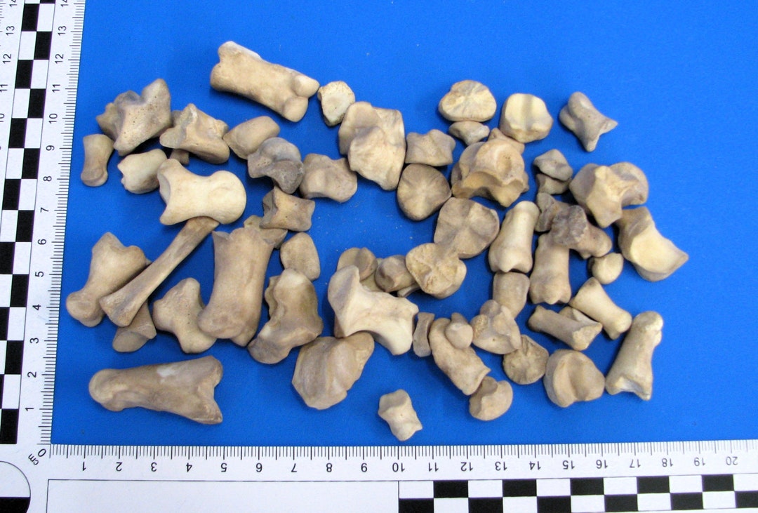 Wild Boar Foot Bones/ Antique Look, Earth-colored. Bone Mix in a 100 ...