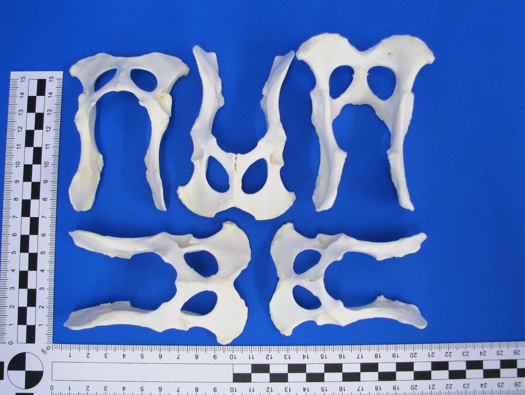 5 Pack Pelvic Bones Mostly Fox. Real Bones for Decorating, Including ...