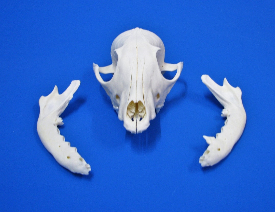 Real Fox Skull as a Kit. Skull of the Red Fox. Real Bones for - Etsy