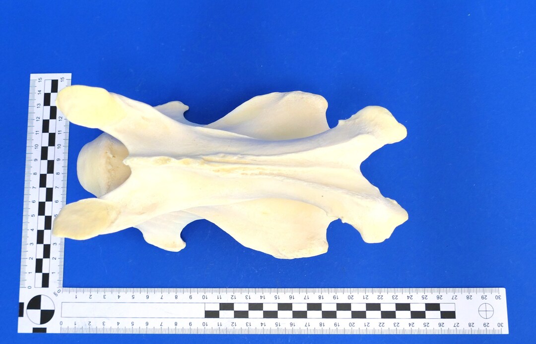 Camel Vertebrae. Camel Bones. Real Bones for Decoration, Including ...