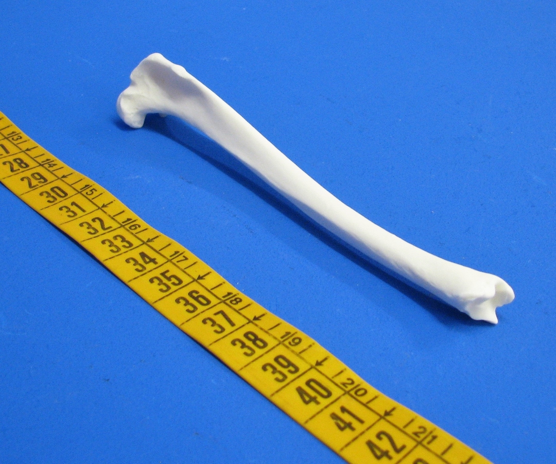 1 Lower Leg Bone Bones of the Red Fox. Real Bones for - Etsy
