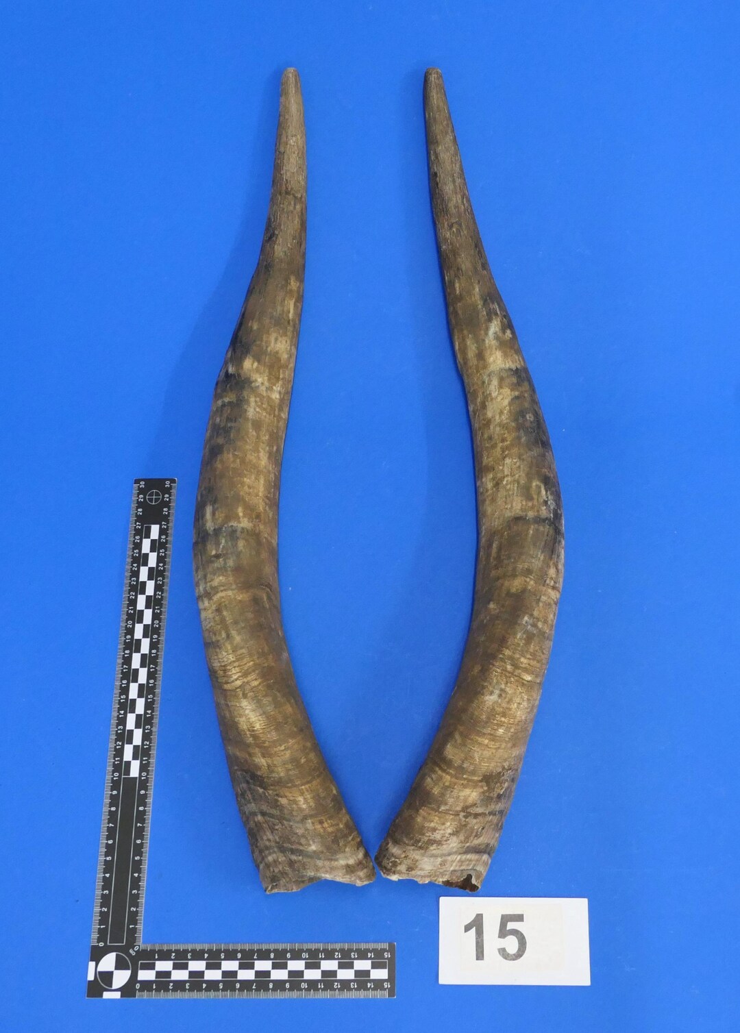 Pair of Cattle Horns, Pair of Cow Horns, Real Animal Horn, Decorative ...