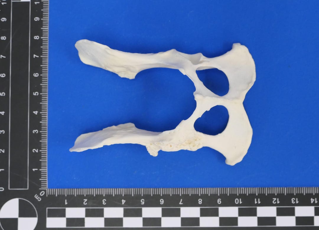Pathological Fox Bone. Fox Pelvic Bone. True Bone With Fused Injury ...