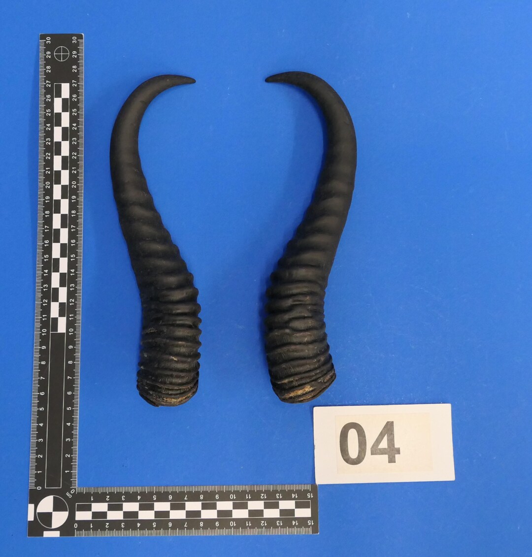 Springbok Horns Pair, Springbok Horn Pair, Real Animal Horn, Decorative ...