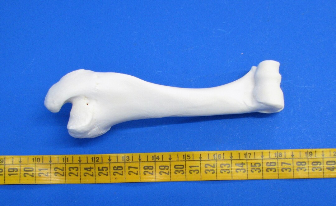 Humerus, Bones From Sheep. Real Bones for Decorating Animal Bones as ...